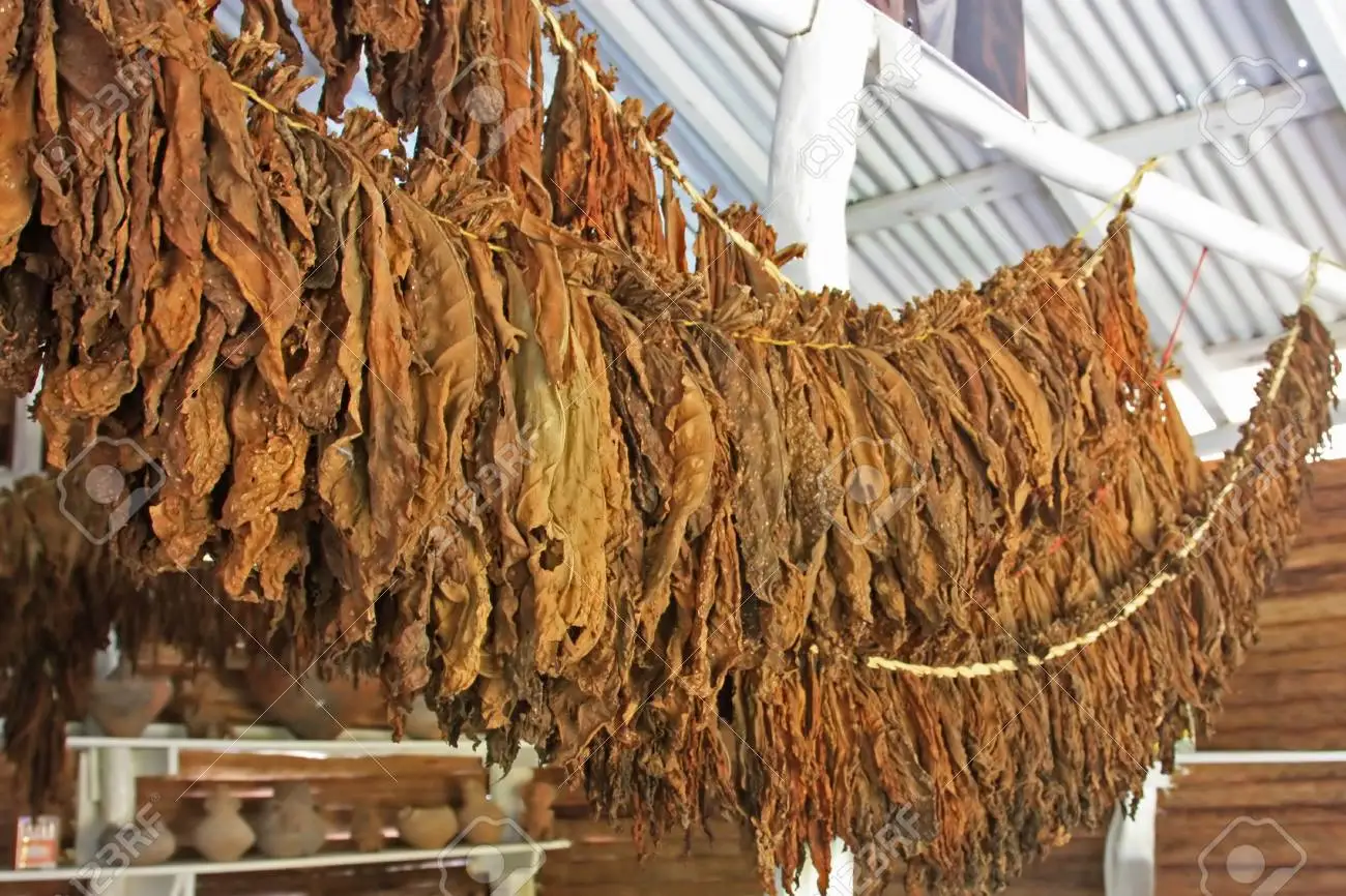 Tabaco pinareño se beneficia en Sancti Spíritus – Radio Sancti Spíritus